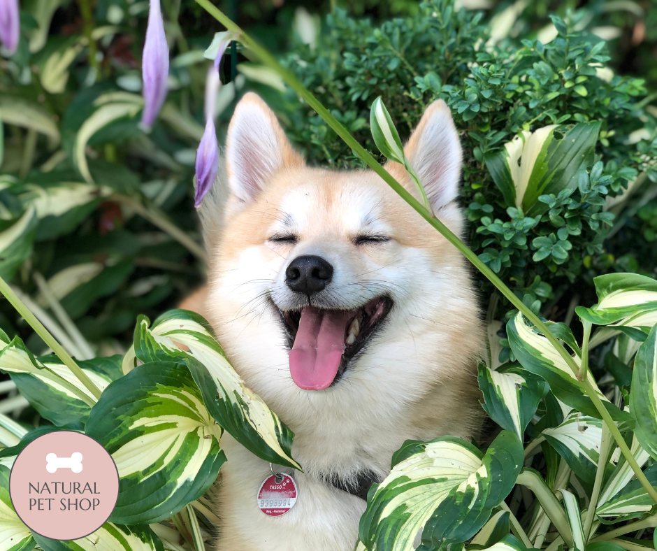 5 Signs That Your Pooch is Happy — Natural Pet Shop